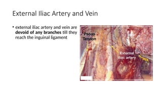 FEMALE PELVIC ANATOMY THROUGH A LAPAROSCOPIC EYE GM7.0 (1).pptx
