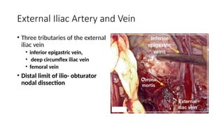 FEMALE PELVIC ANATOMY THROUGH A LAPAROSCOPIC EYE GM7.0 (1).pptx