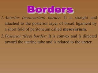 Anatomy of f emale pelvic organs.ppt
