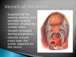Female Pelvic Visceral Organs | PPT