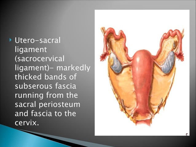 Female Pelvic Visceral Organs | PPT