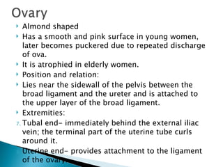 Female Pelvic Visceral Organs | PPT