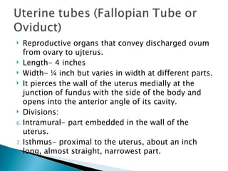 Female Pelvic Visceral Organs | PPT