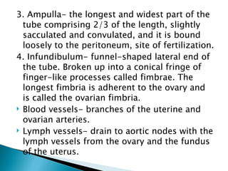 Female Pelvic Visceral Organs | PPT