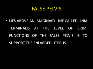 Female pelvis | PPTX