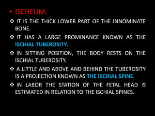 Female pelvis | PPTX