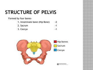 femalepelvis-200525102306.pptxvvvvvvvvvvv | PPTX