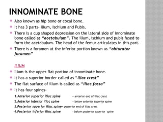 femalepelvis-200525102306.pptxvvvvvvvvvvv | PPT