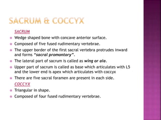Female pelvis | PPTX