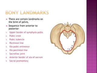 Female pelvis | PPTX