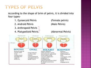 Female pelvis | PPTX