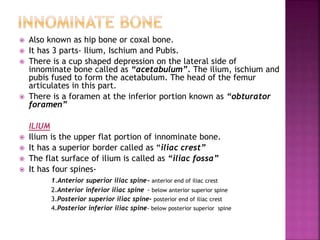 Female pelvis | PPTX