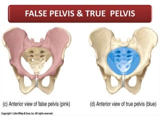 Female pelvis | PPTX