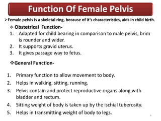 Female pelvis | PPTX