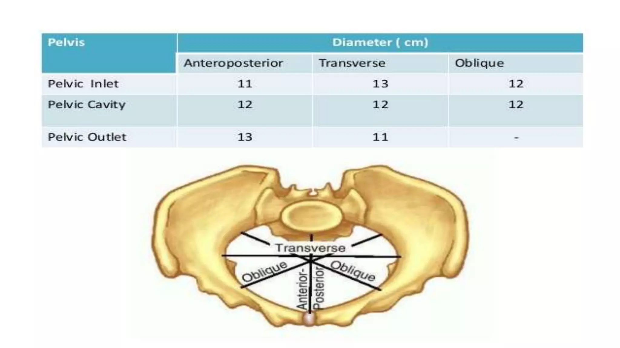 Female pelvis | PPT