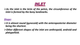 Female pelvis | PPTX