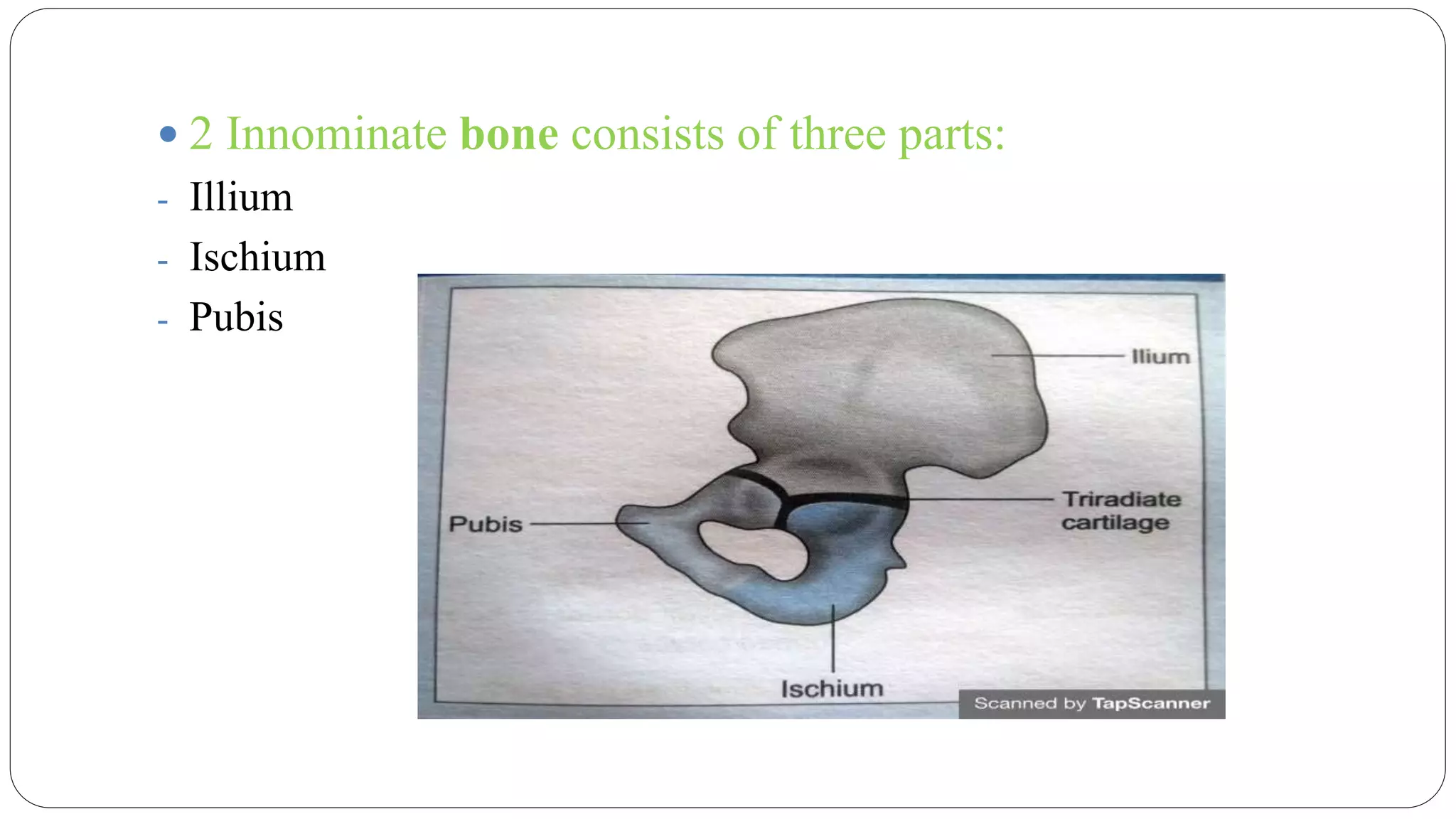 Female Pelvis | PPTX