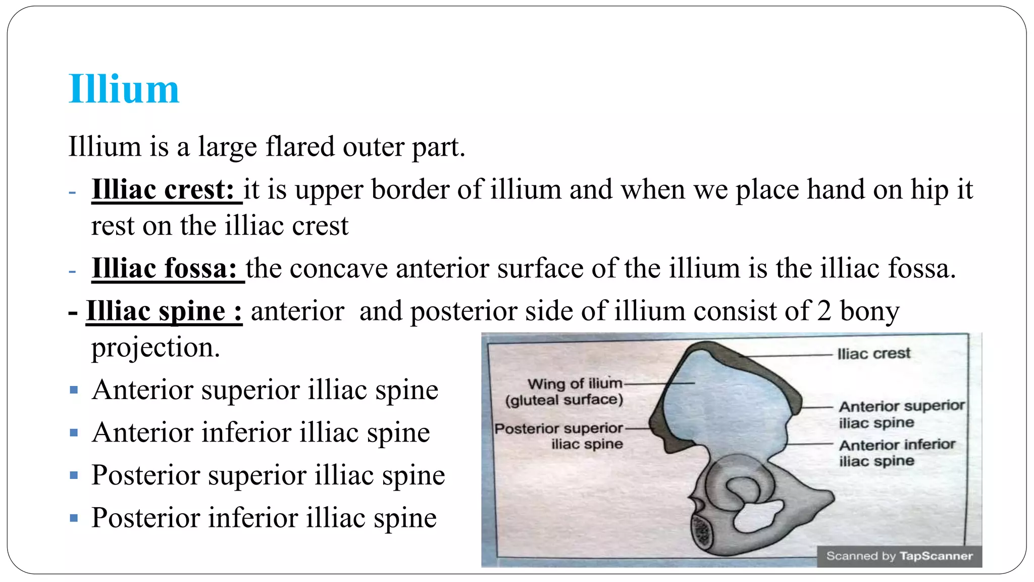 Female Pelvis | PPTX