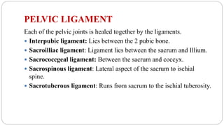 Female Pelvis | PPTX