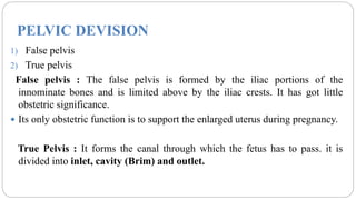 Female Pelvis | PPTX