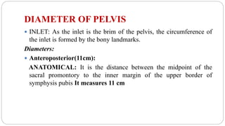 Female Pelvis | PPTX