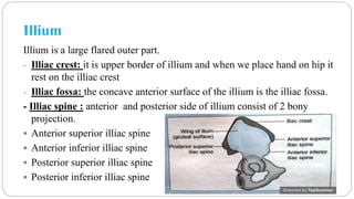 Female Pelvis | PPTX