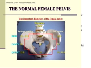 female pelvis.pptx