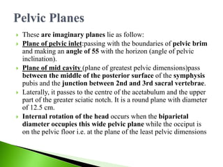 female pelvis.pptx