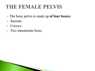 female pelvis.pptx