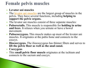 female pelvis.pptx