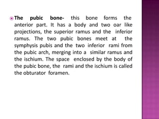 female pelvis.pptx