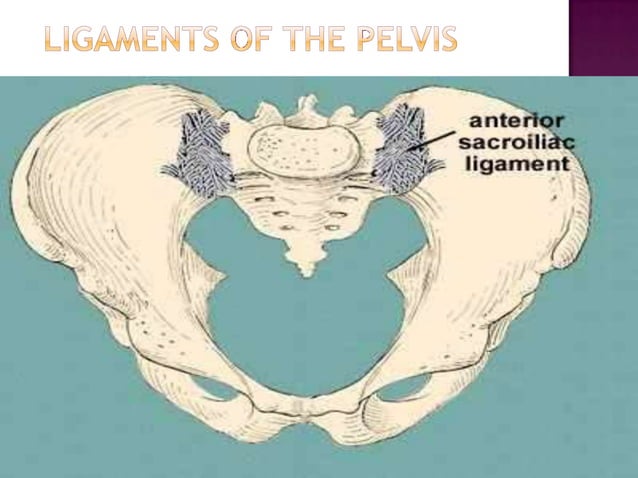 female pelvis.pptx