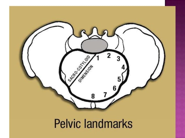 female pelvis.pptx