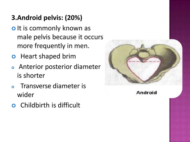 female pelvis.pptx