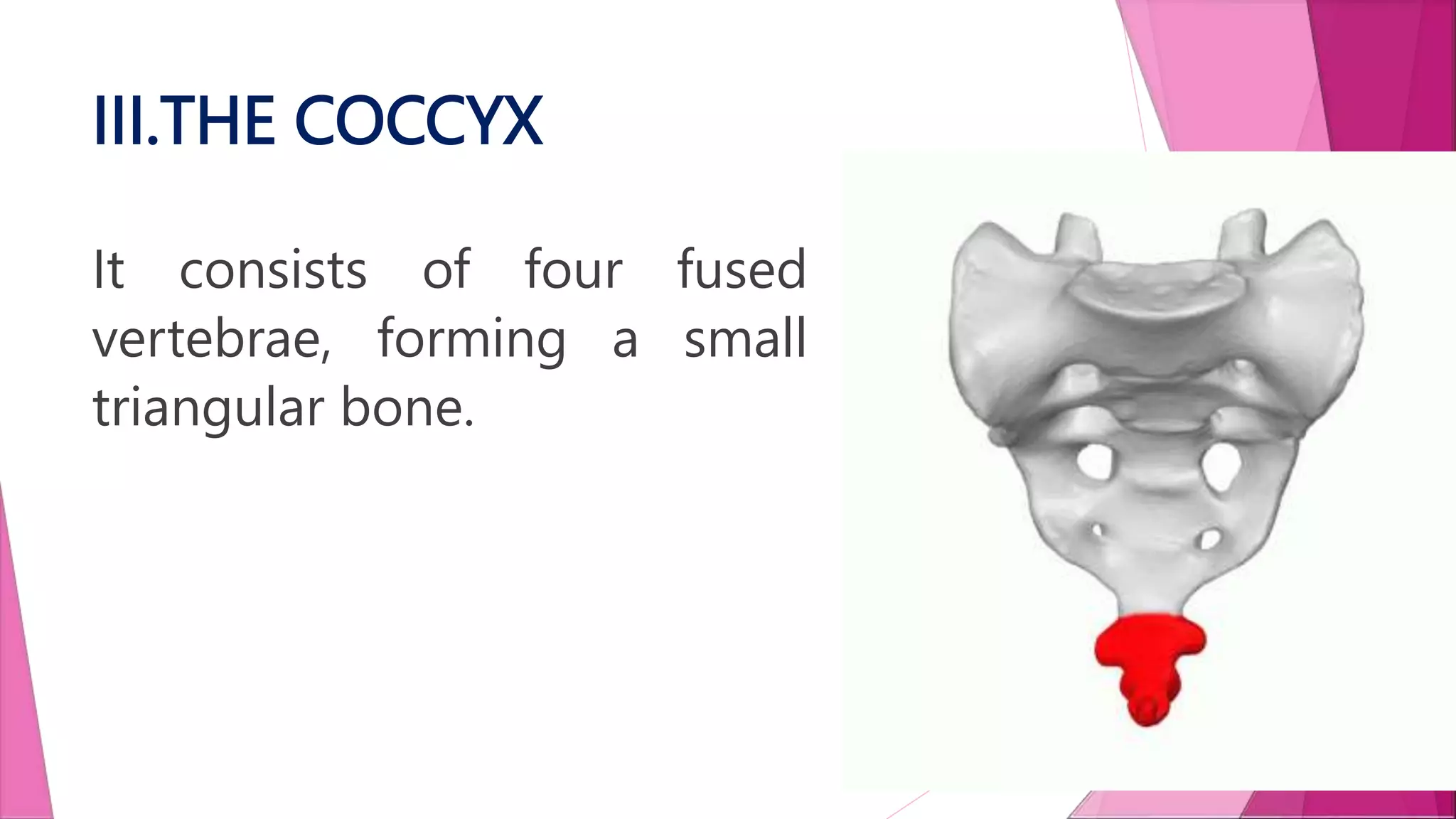 FEMALE PELVIS.pptx