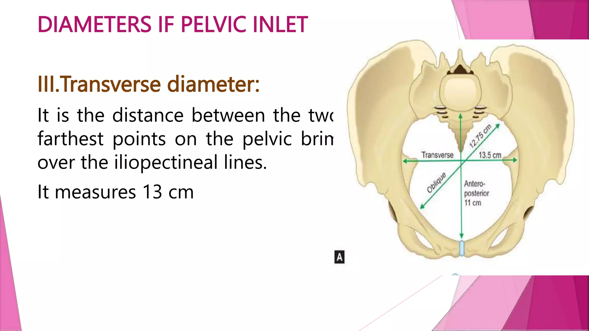 FEMALE PELVIS.pptx