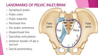 FEMALE PELVIS.pptx
