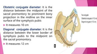 FEMALE PELVIS.pptx