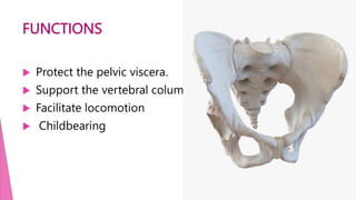 FEMALE PELVIS.pptx