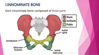 FEMALE PELVIS.pptx