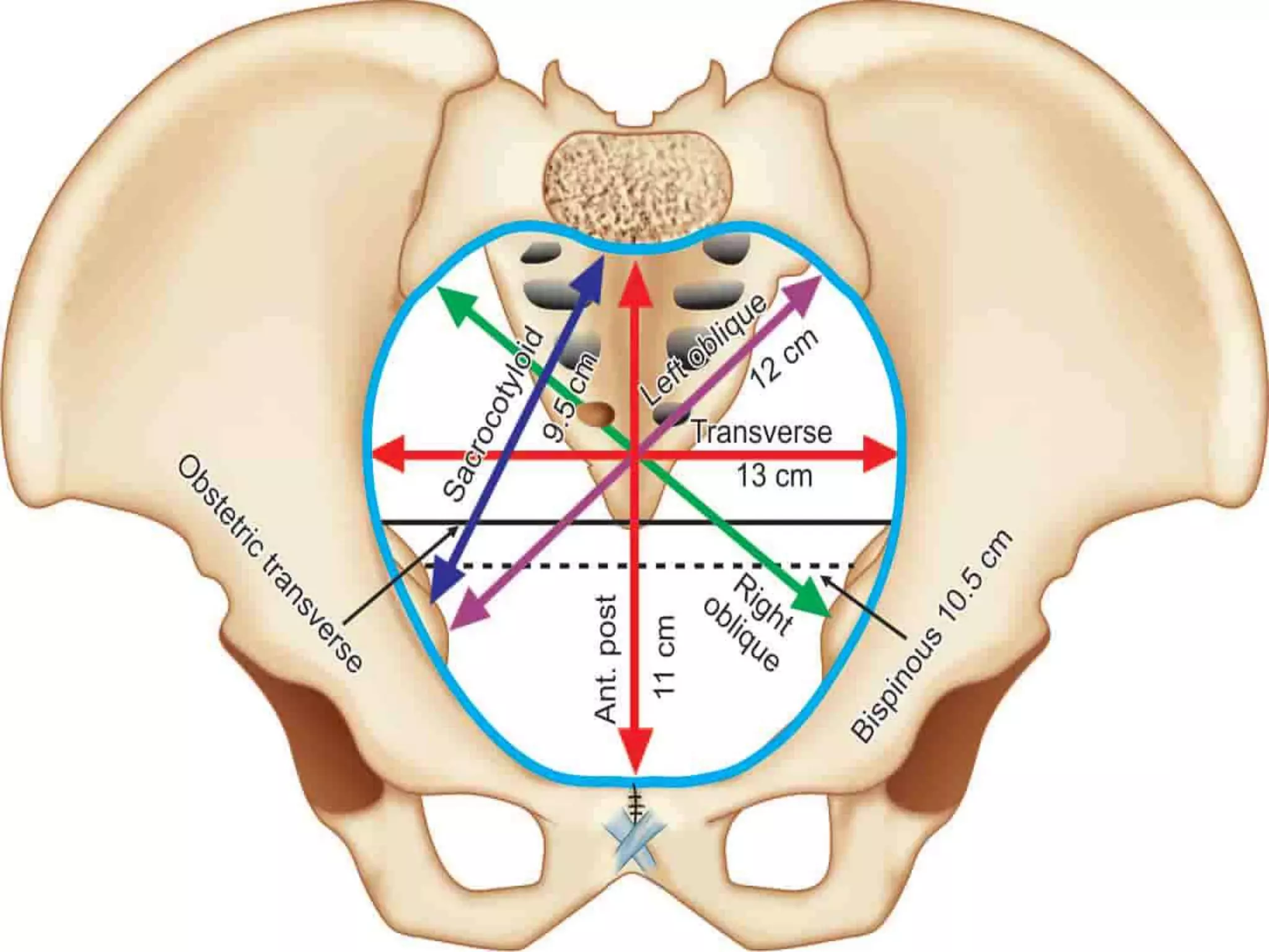 Female pelvis.pptx