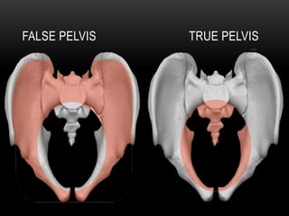 Female pelvis.pptx
