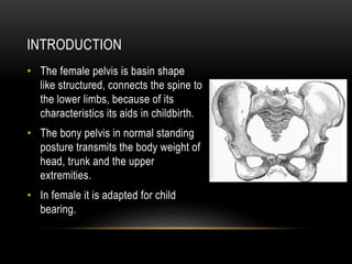 Female pelvis.pptx