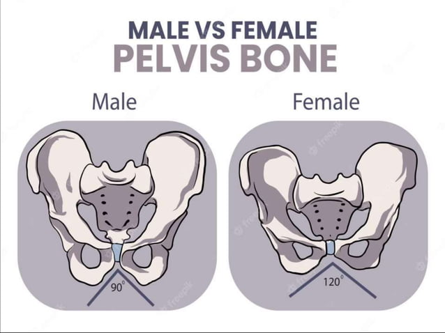 Female pelvis.pptx