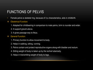 Female pelvis.pptx