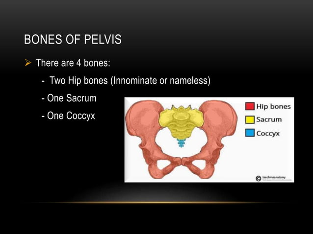 Female pelvis.pptx