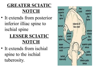 FEMALE PELVIS. Midwifery and obstetrical nursing.pptx