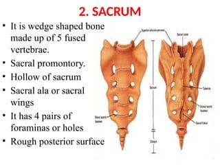 FEMALE PELVIS. Midwifery and obstetrical nursing.pptx