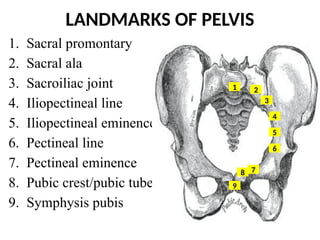 FEMALE PELVIS. Midwifery and obstetrical nursing.pptx