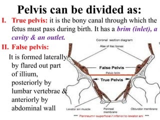 FEMALE PELVIS. Midwifery and obstetrical nursing.pptx